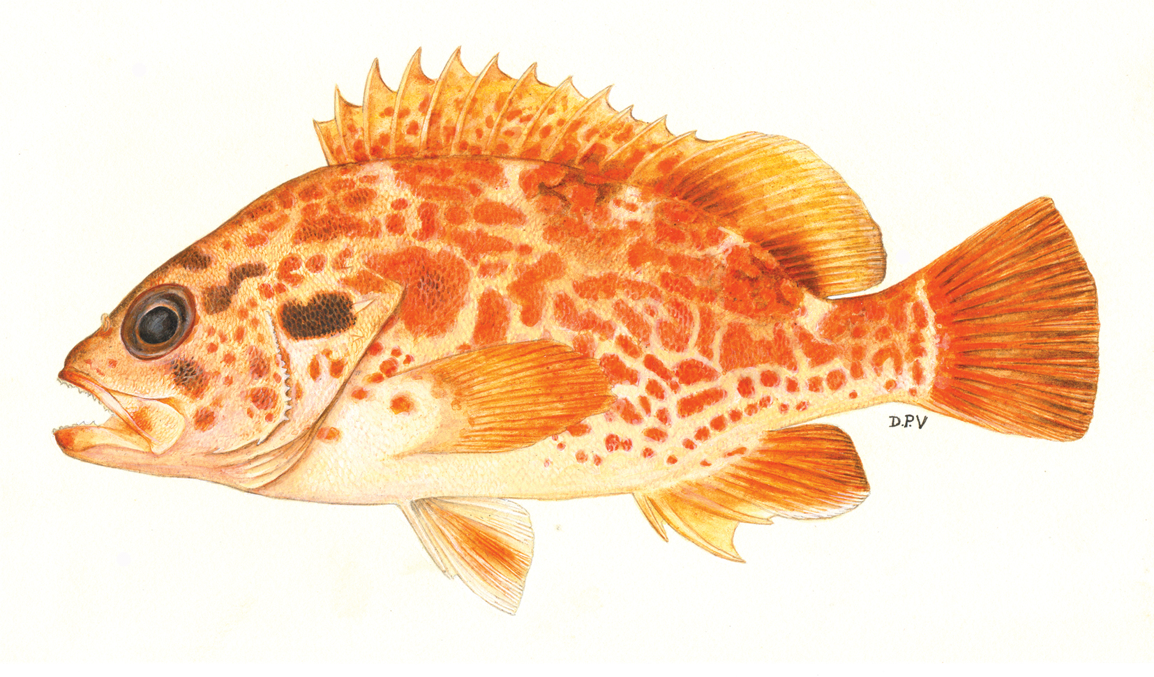 (Acanthistius) Род МЕРО 11 видов